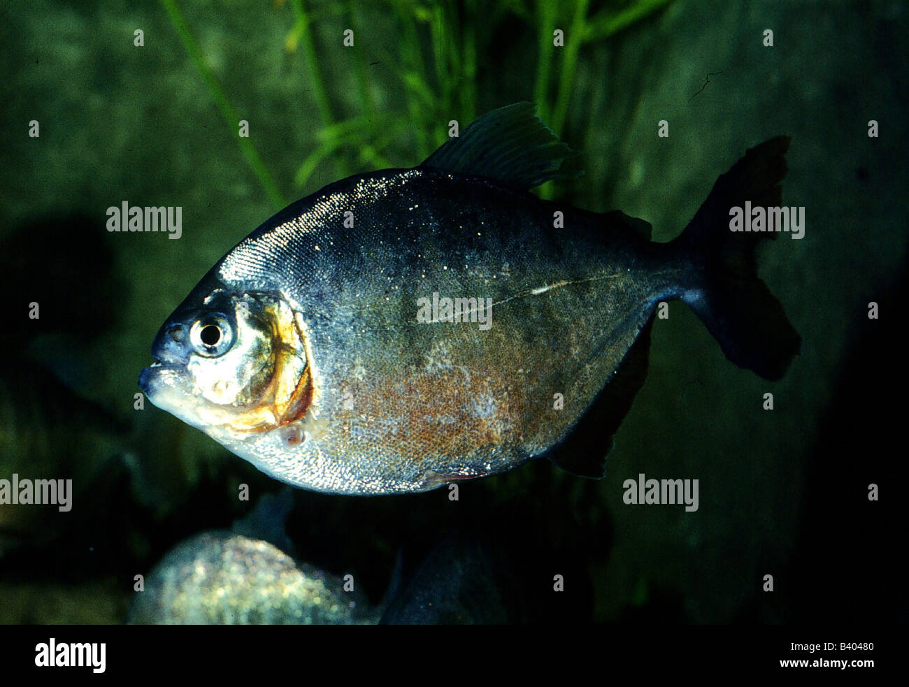 zoology / animals, fish, Piraya piranha, (Pygocentrus piraya ...