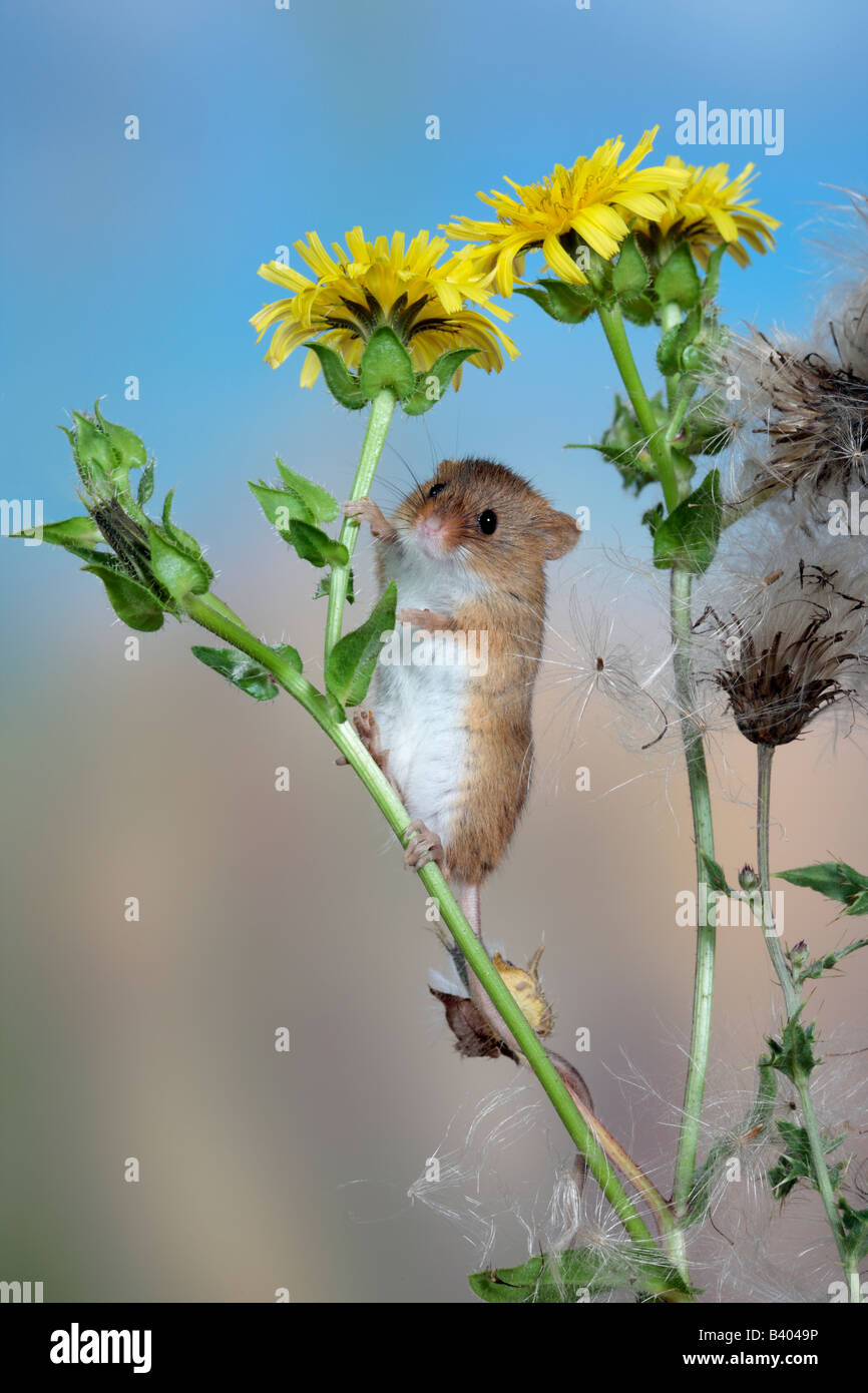 Harvest mouse Micromys minutus on Prickly ox-tongue Picris echioides ...
