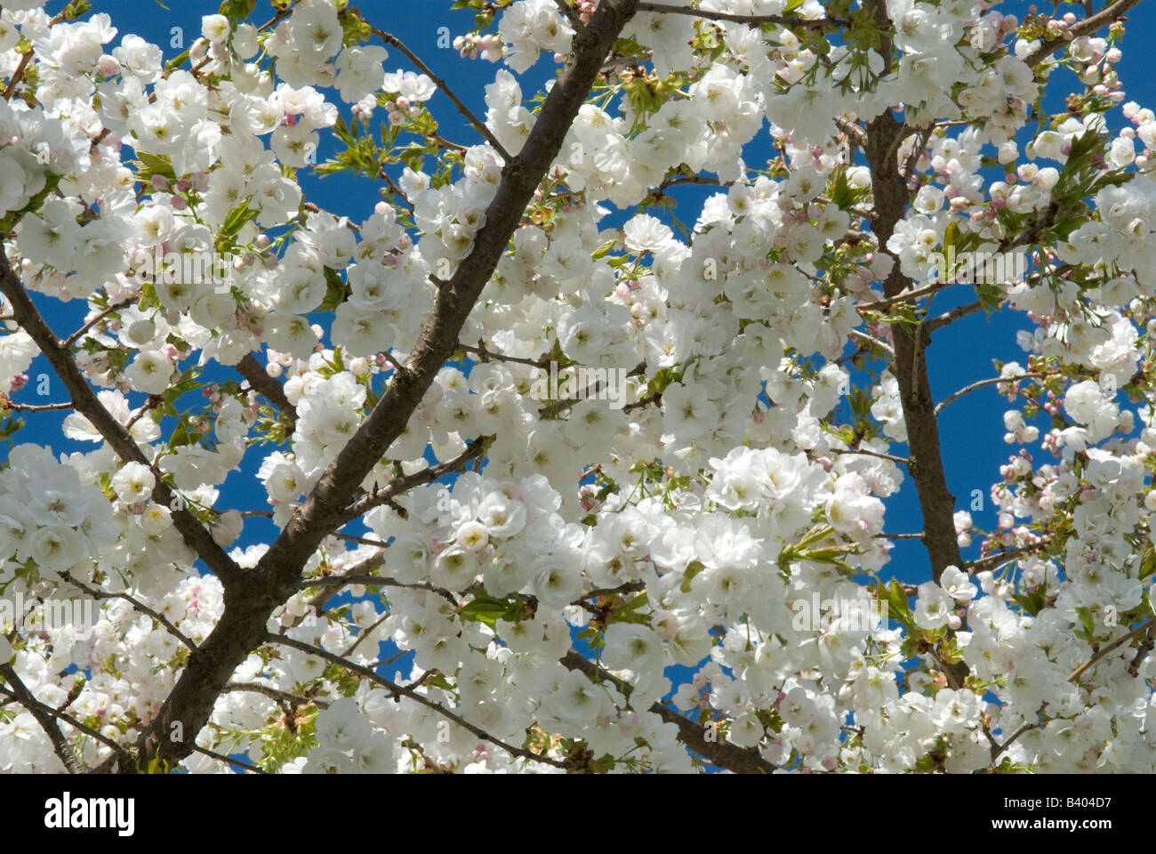 Prunus sp hi-res stock photography and images - Alamy