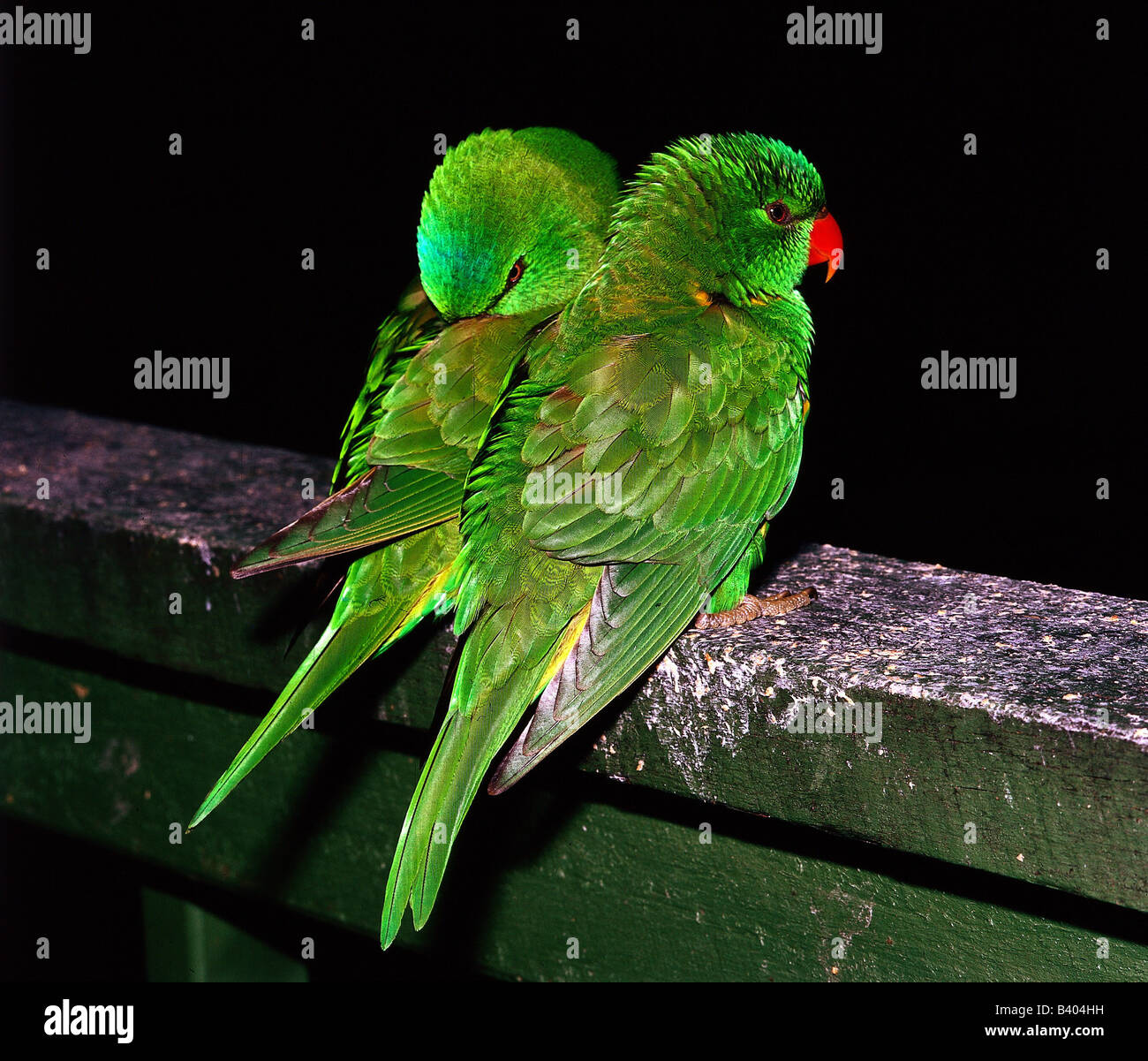 Two parrots sitting side by side on handrail hi-res stock photography ...