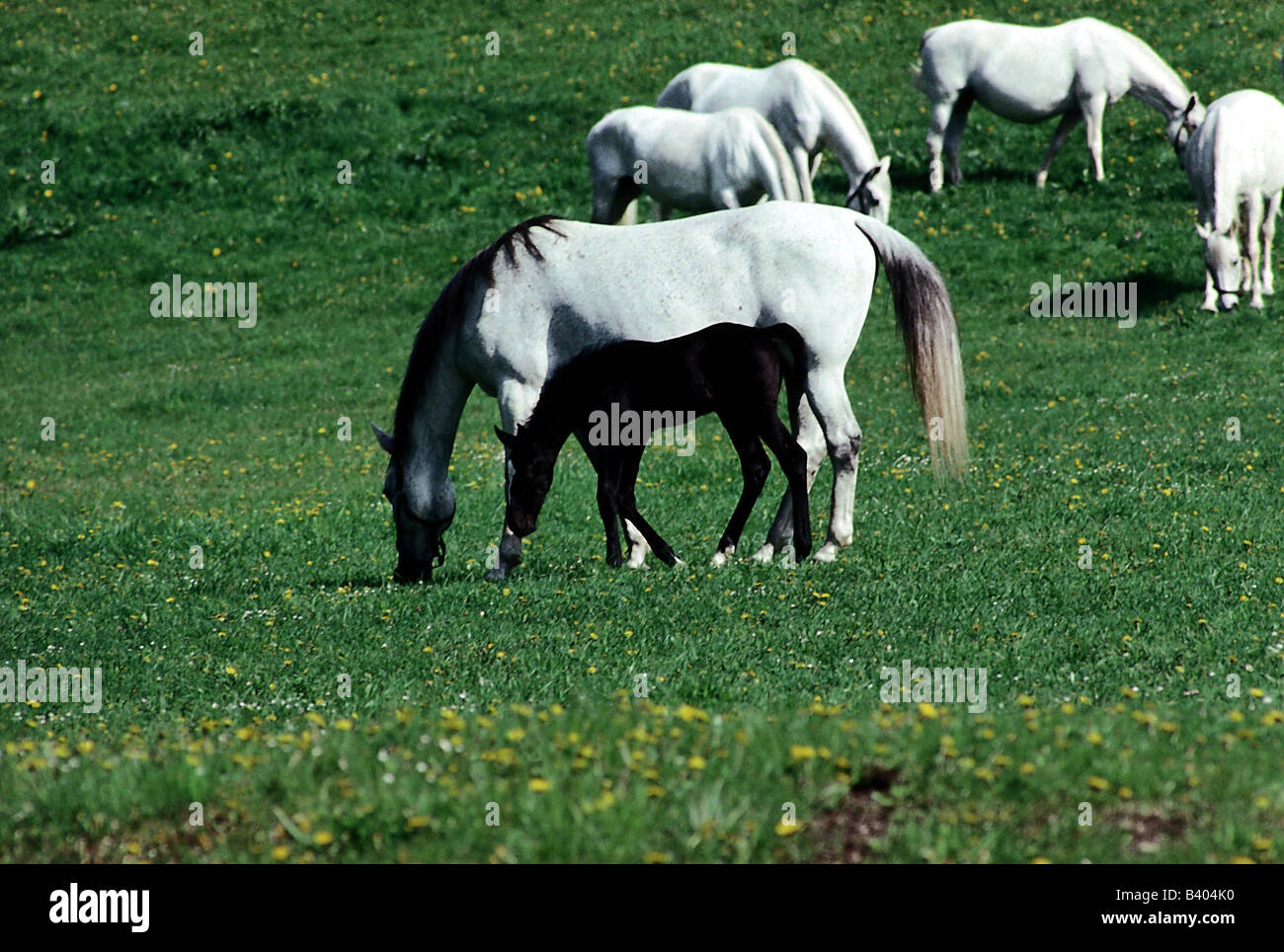 zoology / animals, mammal / mammalian, horses, (Equus), domestic horse ...