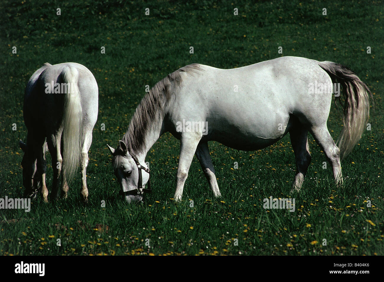 zoology / animals, mammal / mammalian, horses, (Equus), domestic horse ...