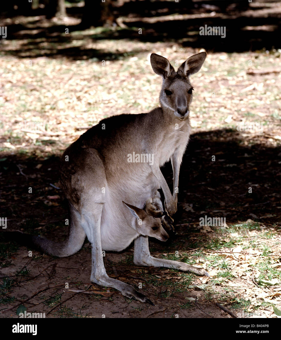 Australia grey kangaroo cub hi-res stock photography and images - Alamy