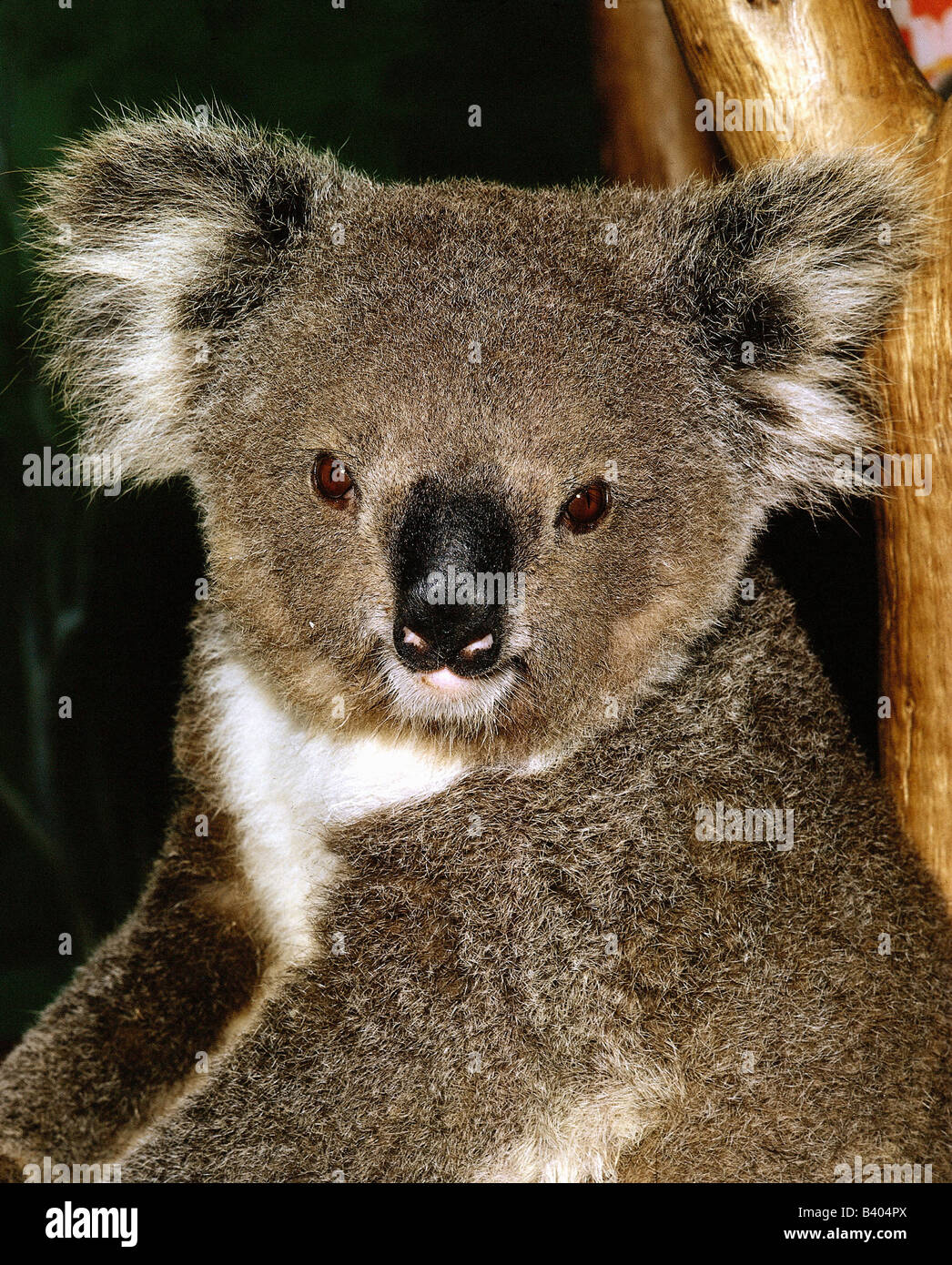 zoology / animals, mammal / mammalian, Koala, (Phascolarctus cinereus ...