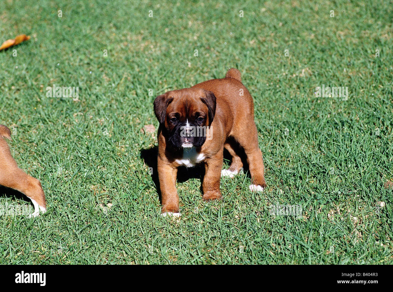 zoology / animals, mammal / mammalian, dogs, (Canis lupus familiaris ...