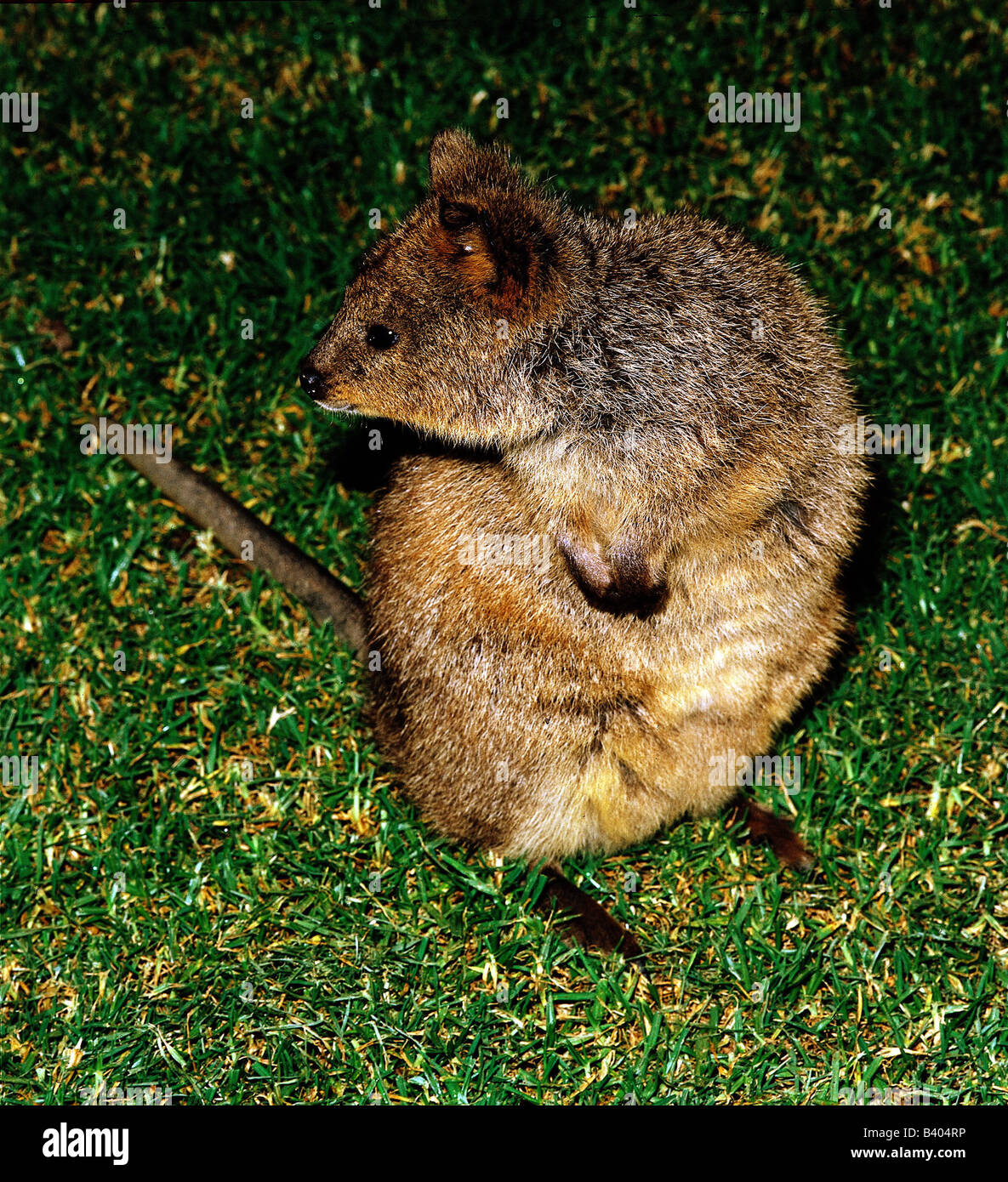 zoology / animals, mammal / mammalian, kangaroos, Quokka, (Setonix ...