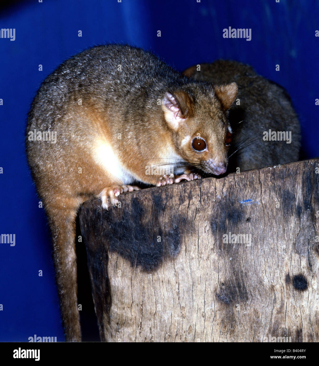 zoology / animals, mammal / mammalian, Didelphimorphia, Common Ringtail ...