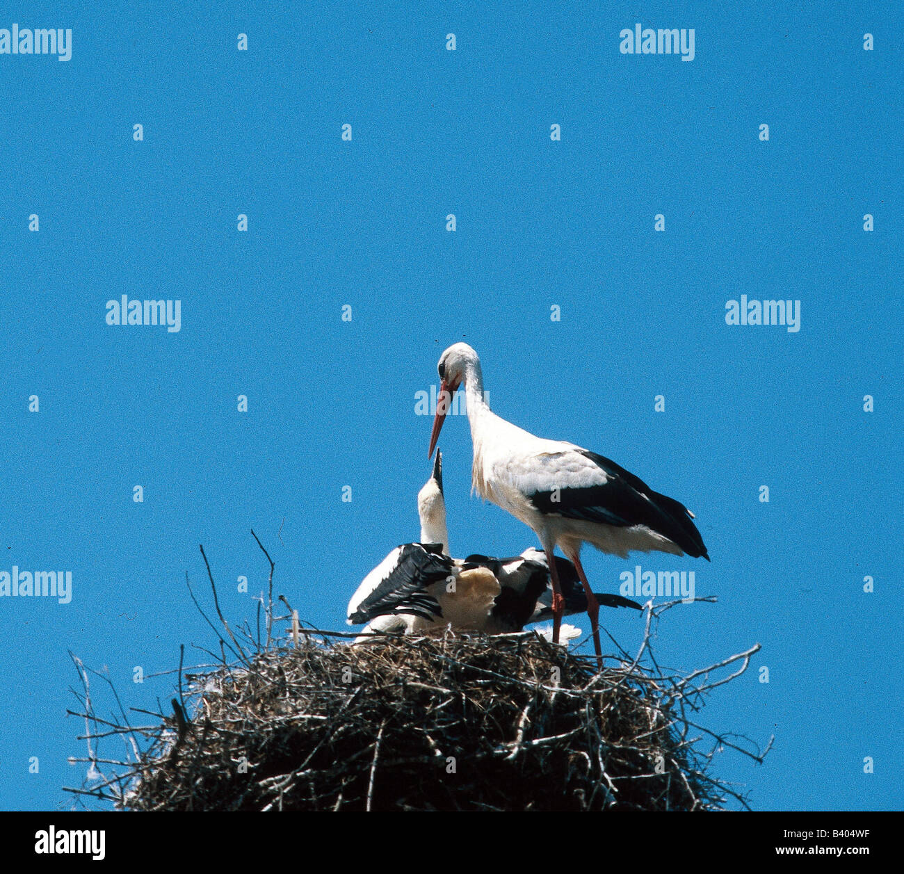 zoology / animals, avian / birds, White Stork, (Ciconia ciconia ...
