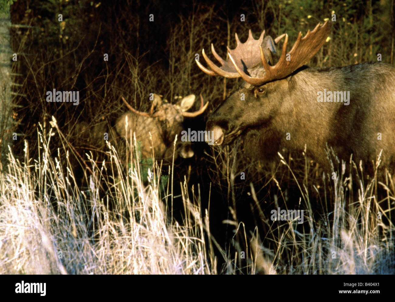 zoology / animals, mammal / mammalian, deers, elk, (Alces alces), cow ...