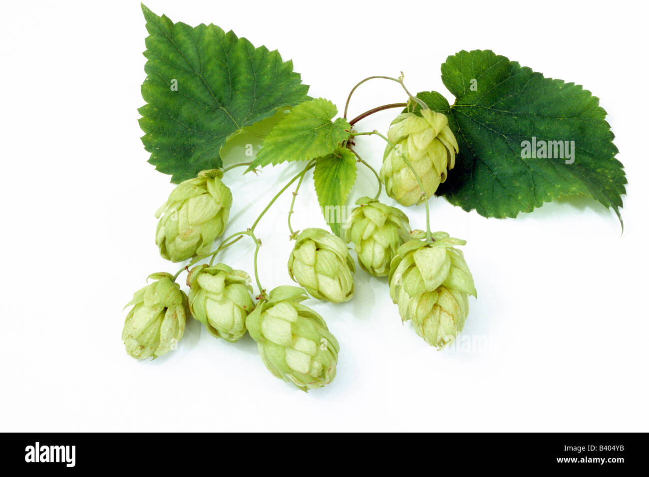 Common Hop (Humulus lupulus), fruit and leaves, studio picture Stock ...