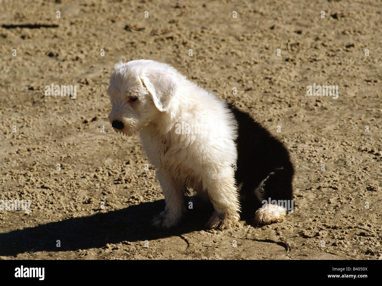 zoology / animals, mammal / mammalian, dogs, (Canis lupus familiaris ...