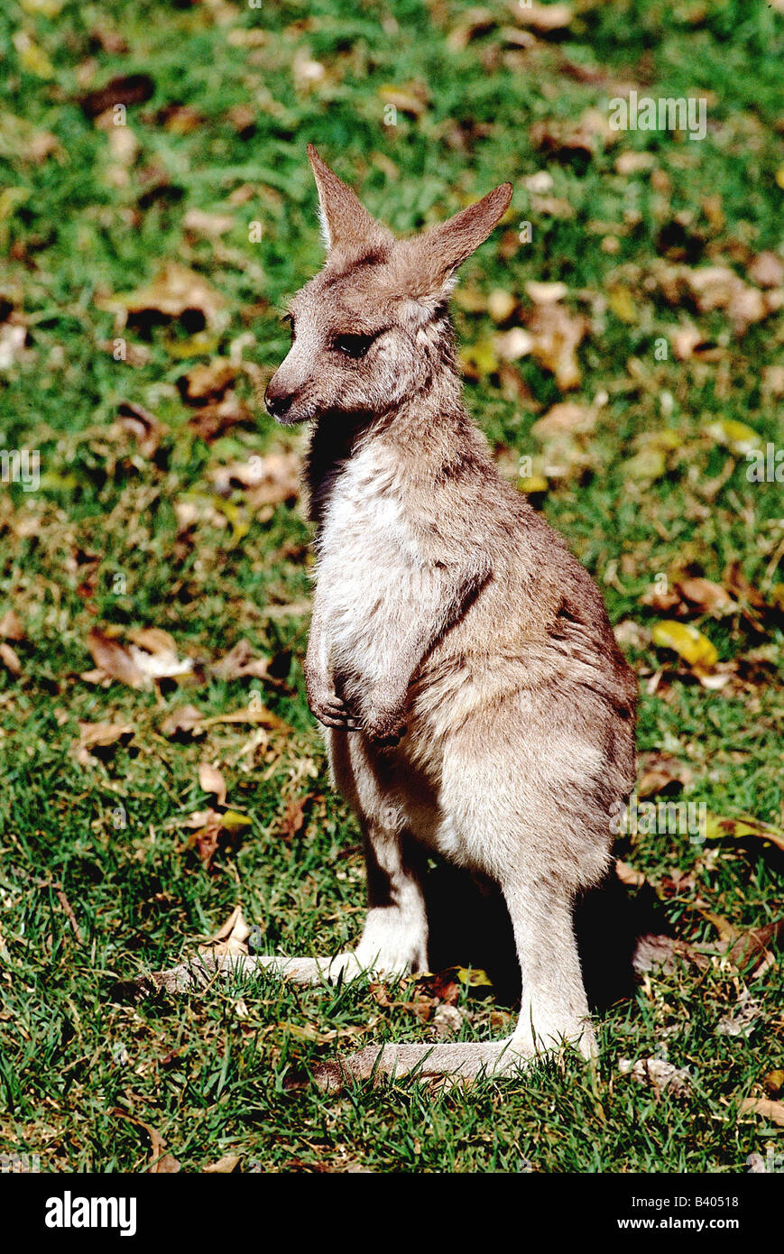 Kangaroo distribution hi-res stock photography and images - Alamy