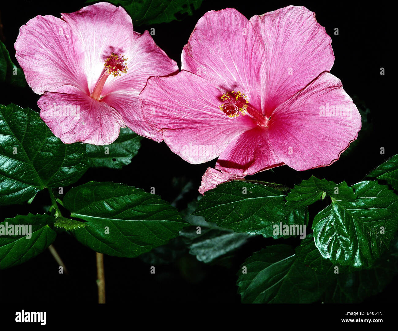 botany, hibiscus, rose mallow, (Hibiscus syriacus), blossom, blooming ...