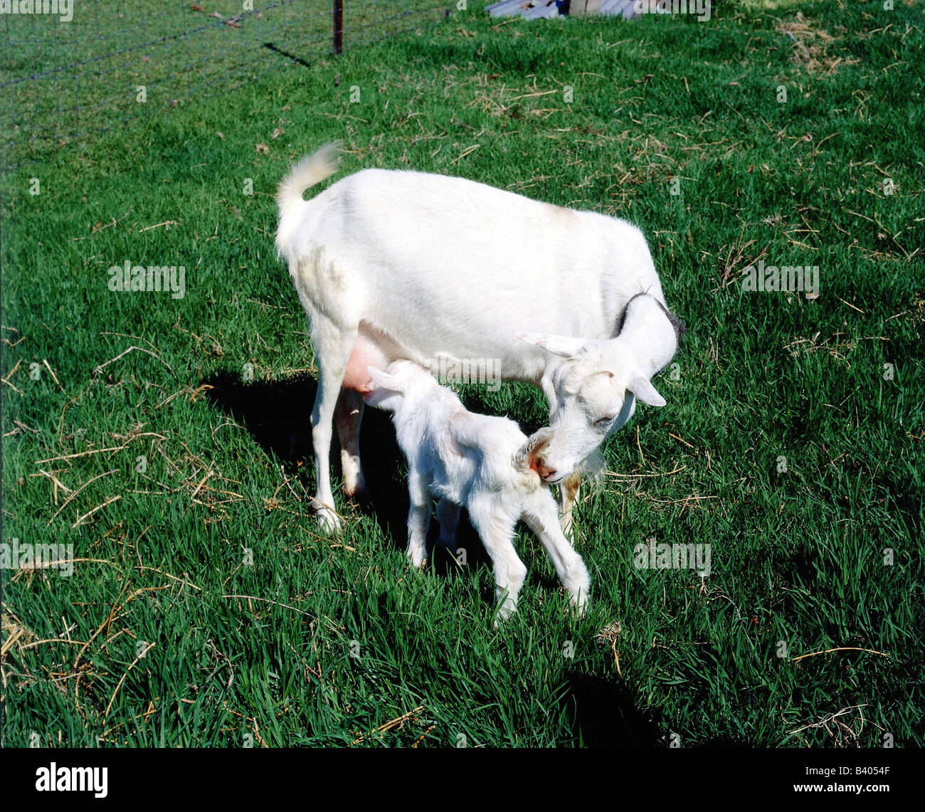 zoology / animals, mammal / mammalian, goats, goat with cub, suckling ...