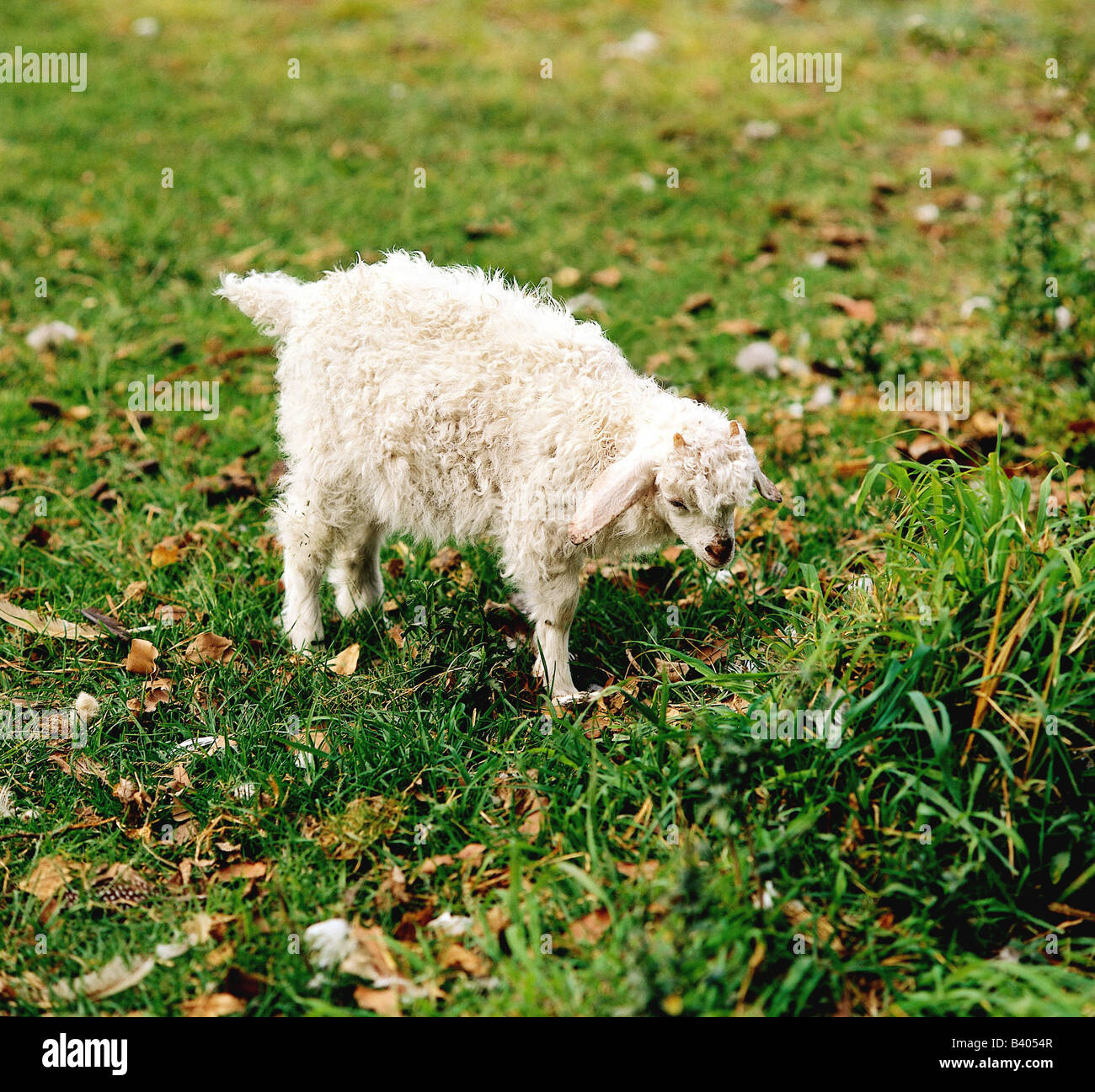 zoology / animals, mammal / mammalian, goats, Angora goat, kid standing ...