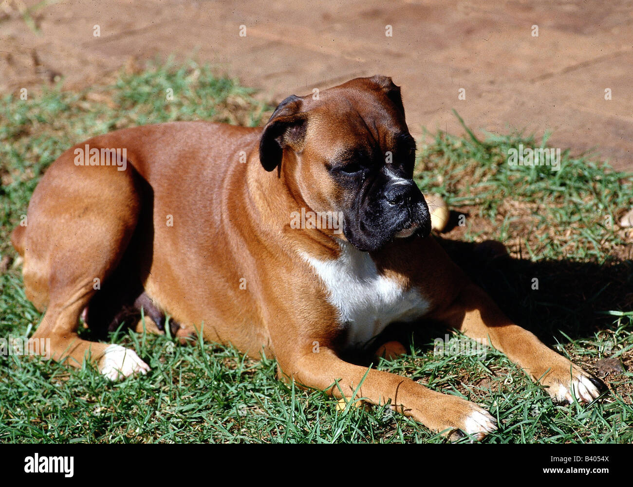 zoology / animals, mammal / mammalian, dogs, (Canis lupus familiaris ...