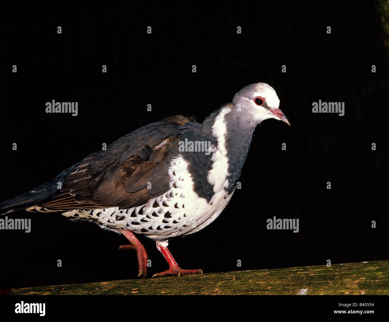 Wonga pigeon australia hi-res stock photography and images - Alamy