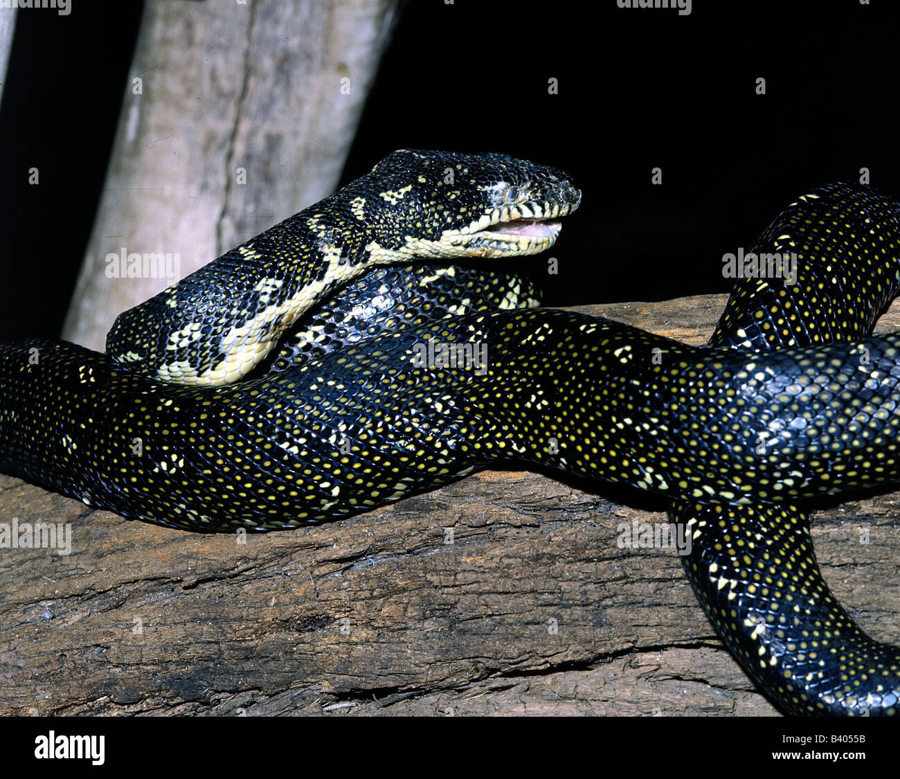 Diamond Python Morelia Spilota Spilota Stock Photos & Diamond Python ...