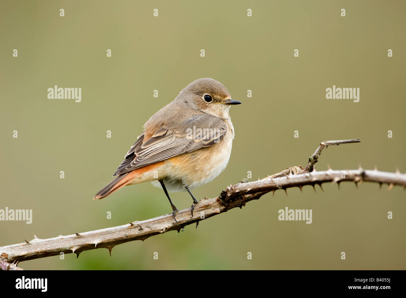 Common redstarts hi-res stock photography and images - Alamy