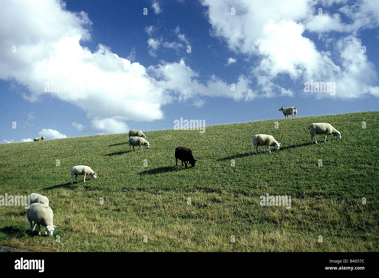 zoology / animals, mammal / mammalian, sheep, (Ovis), herd of sheep ...