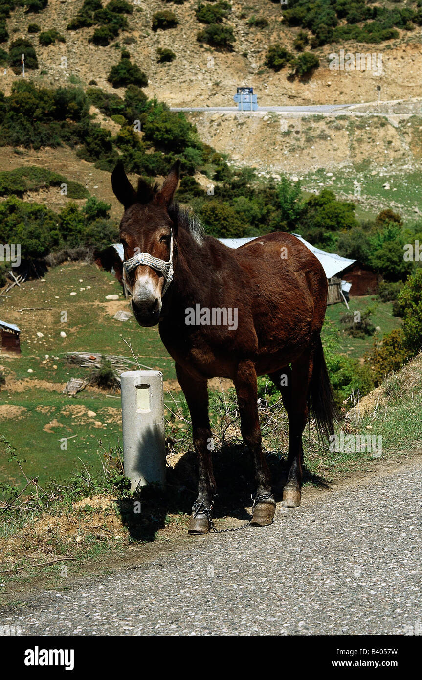 zoology / animals, mammal / mammalian, mule, (Equus mulus), standing at ... zoology / animals, mammal / mammalian, mule, (Equus mulus), standing at ...