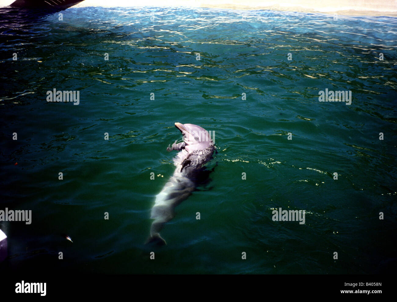 zoology / animals, mammal / mammalian, whales, Common Dolphin ...