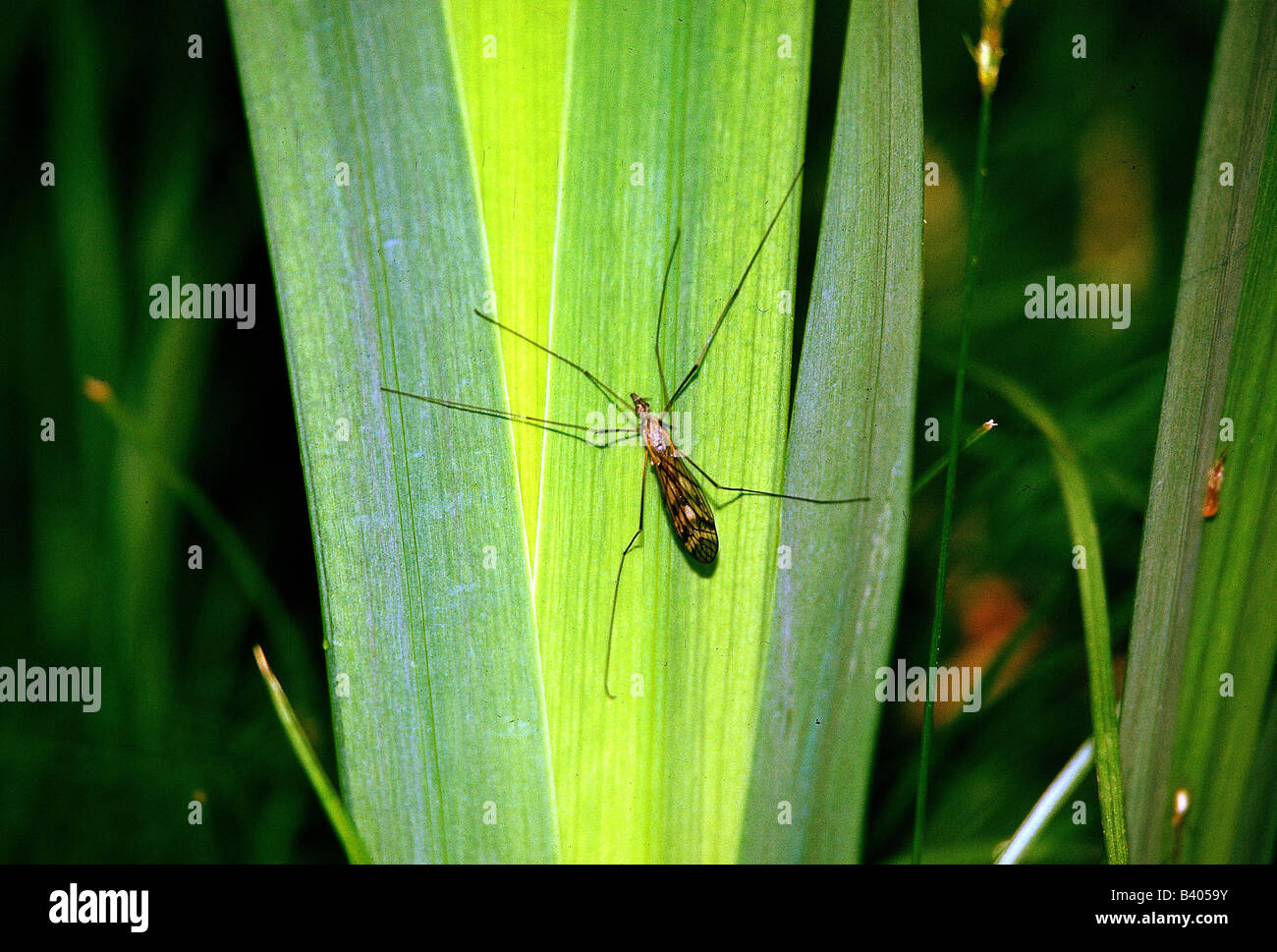 zoology / animals, insects, Crane fly, Common Crane Fly, (Tipula ...