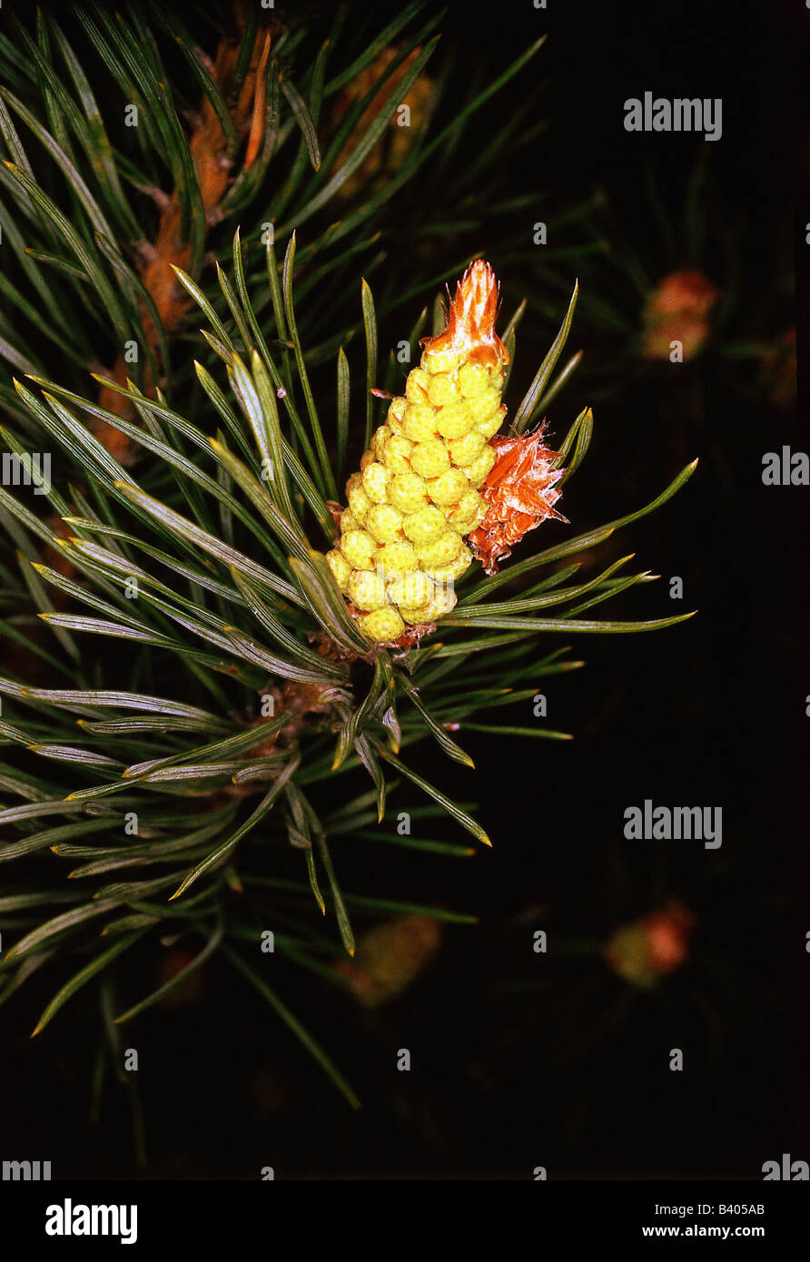 botany, pine, (Pinus), species, Scots Pine, (Pinus sylvestris ...