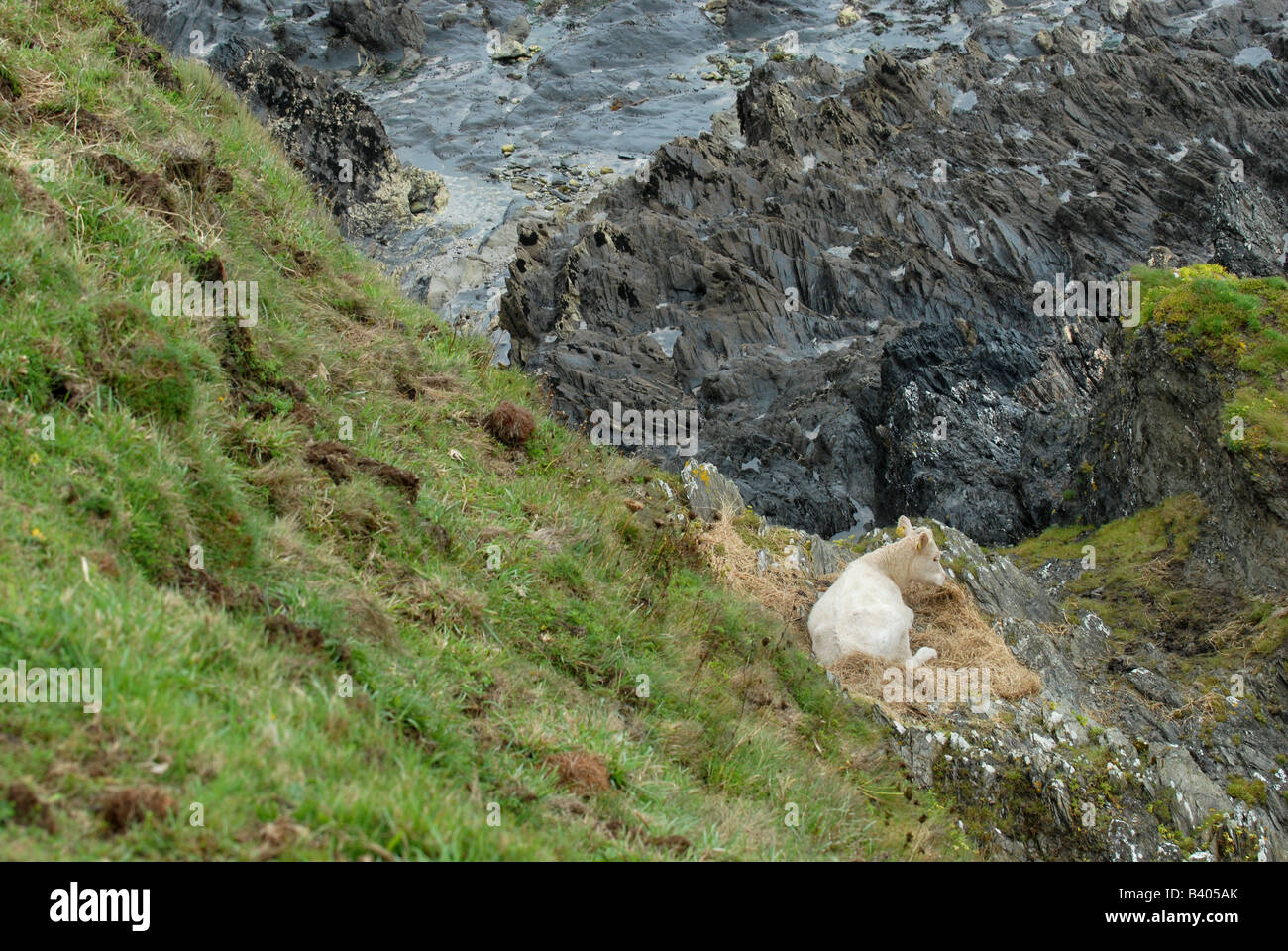 Cow stranded on a ledge after going over a cliff in Combe Haven Fowey ...