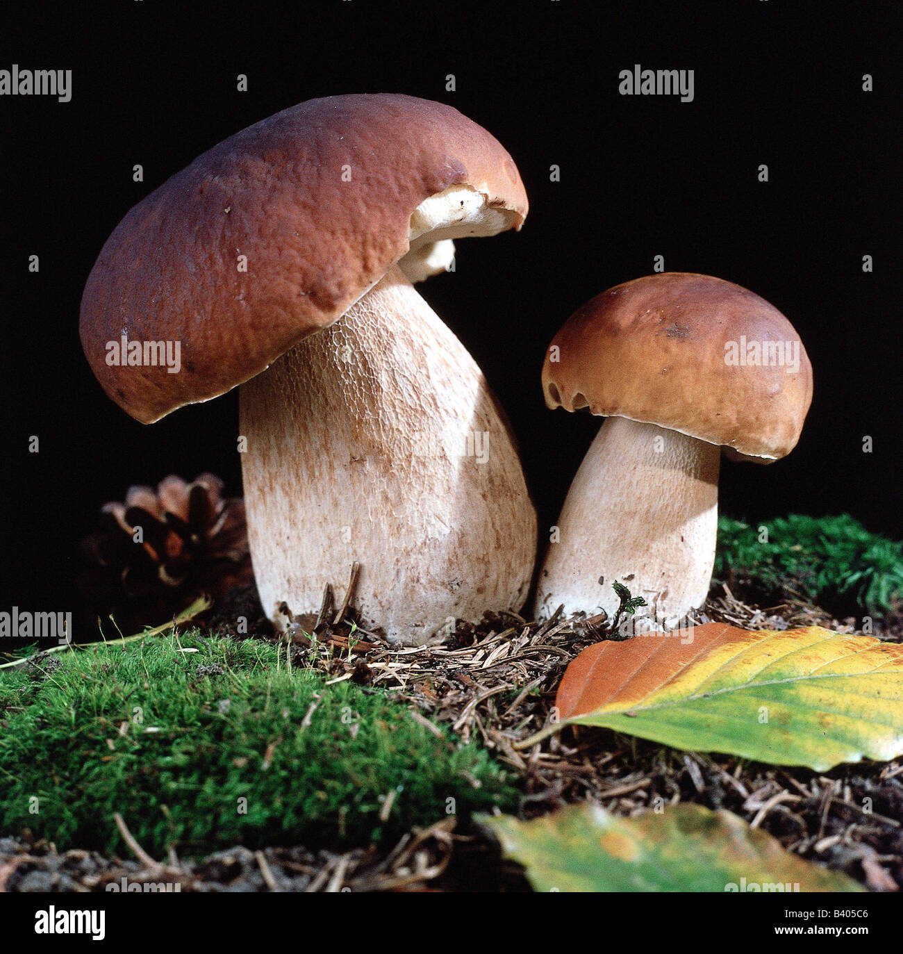 botany, fungi, boletus, (Boletus), King bolete, (Boletus edulis), on ...