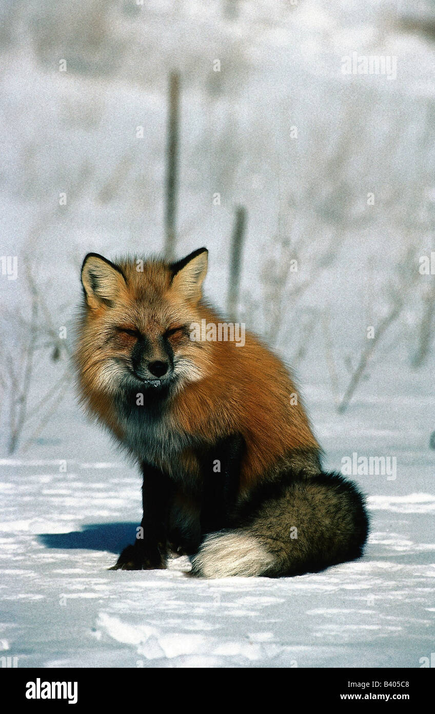 Vulpes vulpes australia hi-res stock photography and images - Alamy