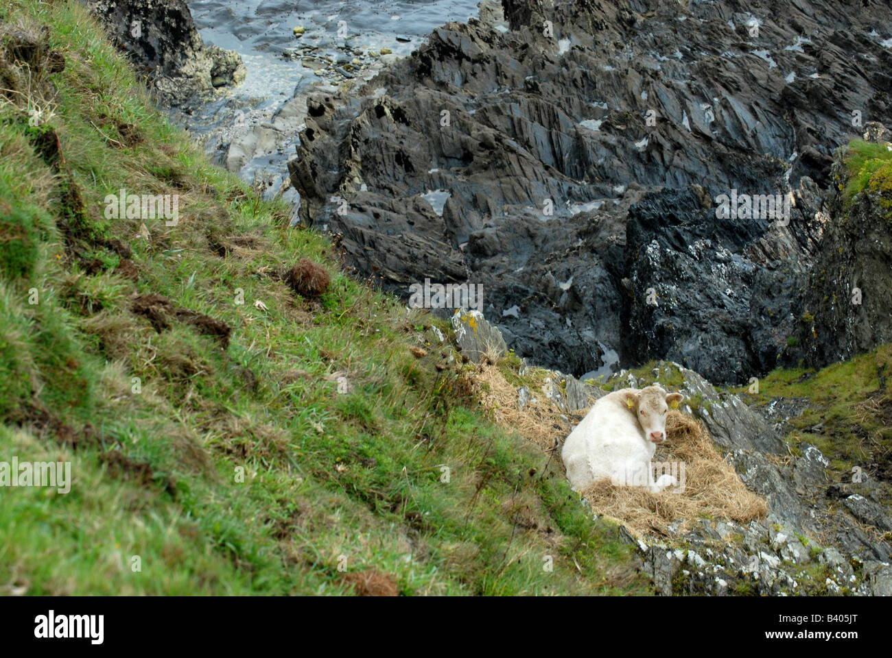 Cow stranded on a ledge after going over a cliff in Combe Haven Fowey ...