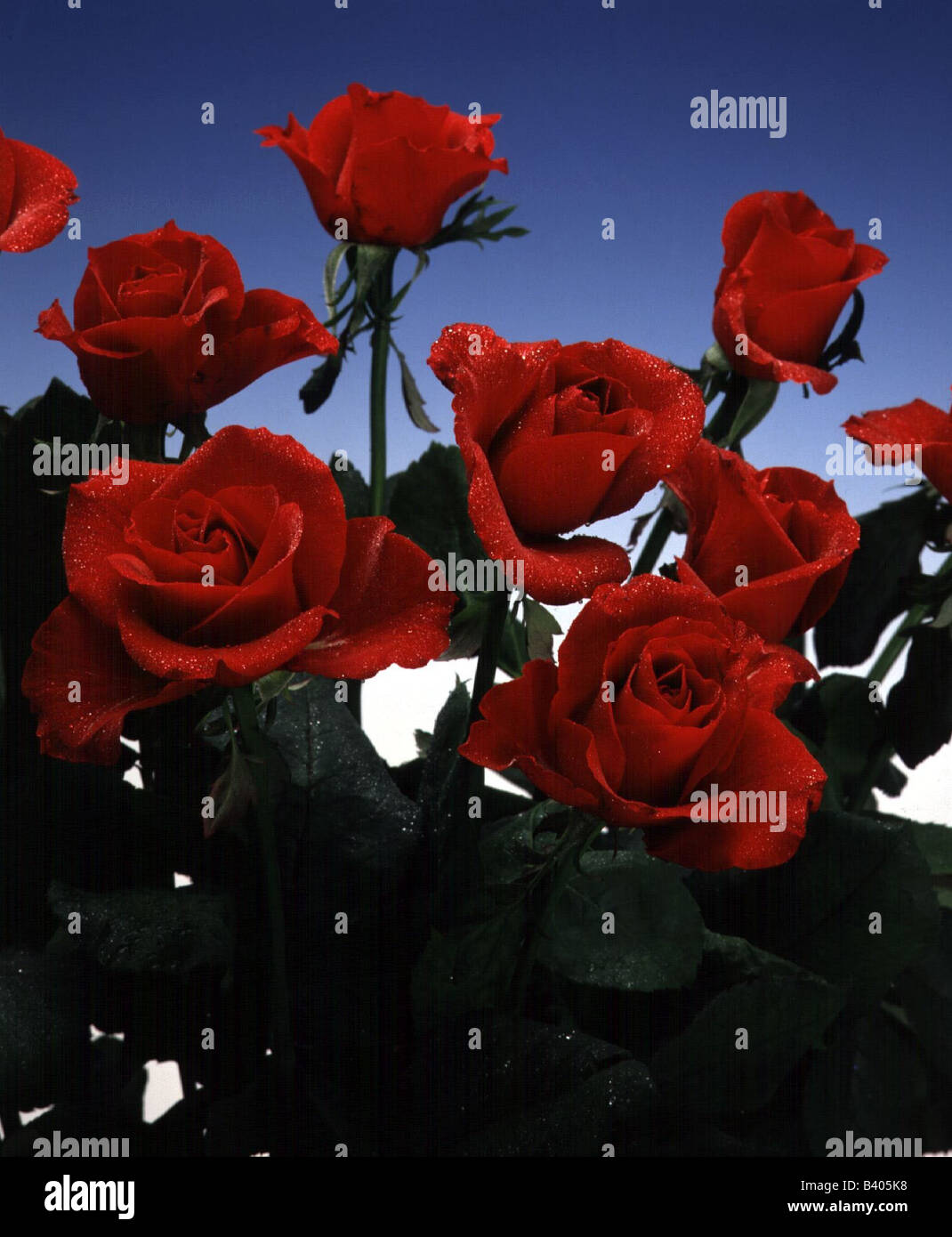 botany, rose, (Rosa), breeding-rose, blossom, waterdrops, studio shoot ...