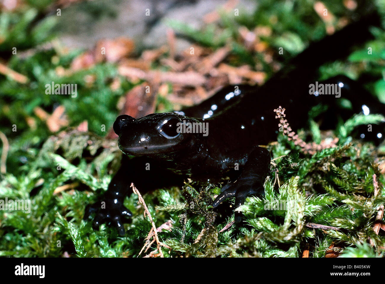 Alpine salamander salamandra atra in hi-res stock photography and ...