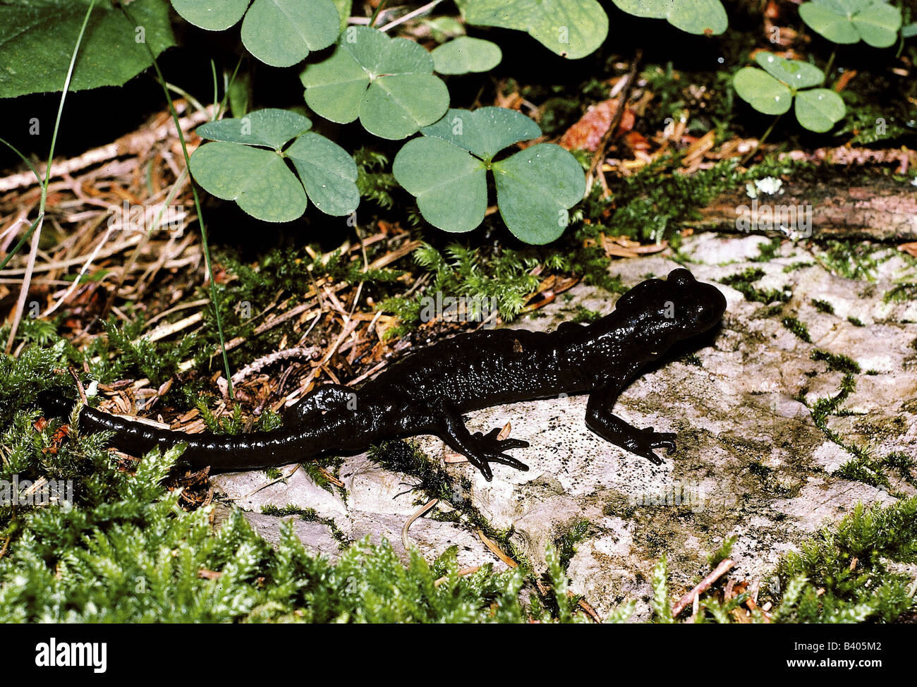 zoology / animals, amphibian, salamander, Alpine Salamander ...