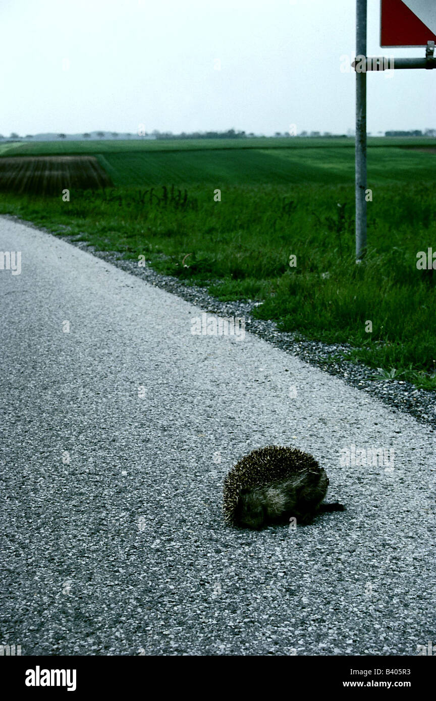 zoology / animals, mammal / mammalian, hedgehog, (Erinaceus europaeus ...