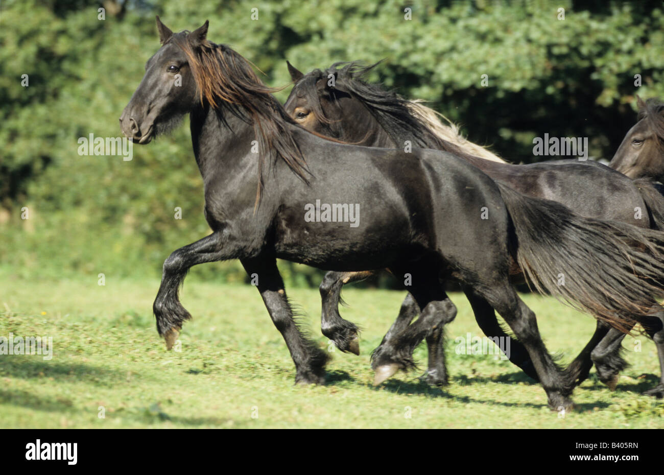 Fell pony hi-res stock photography and images - Alamy
