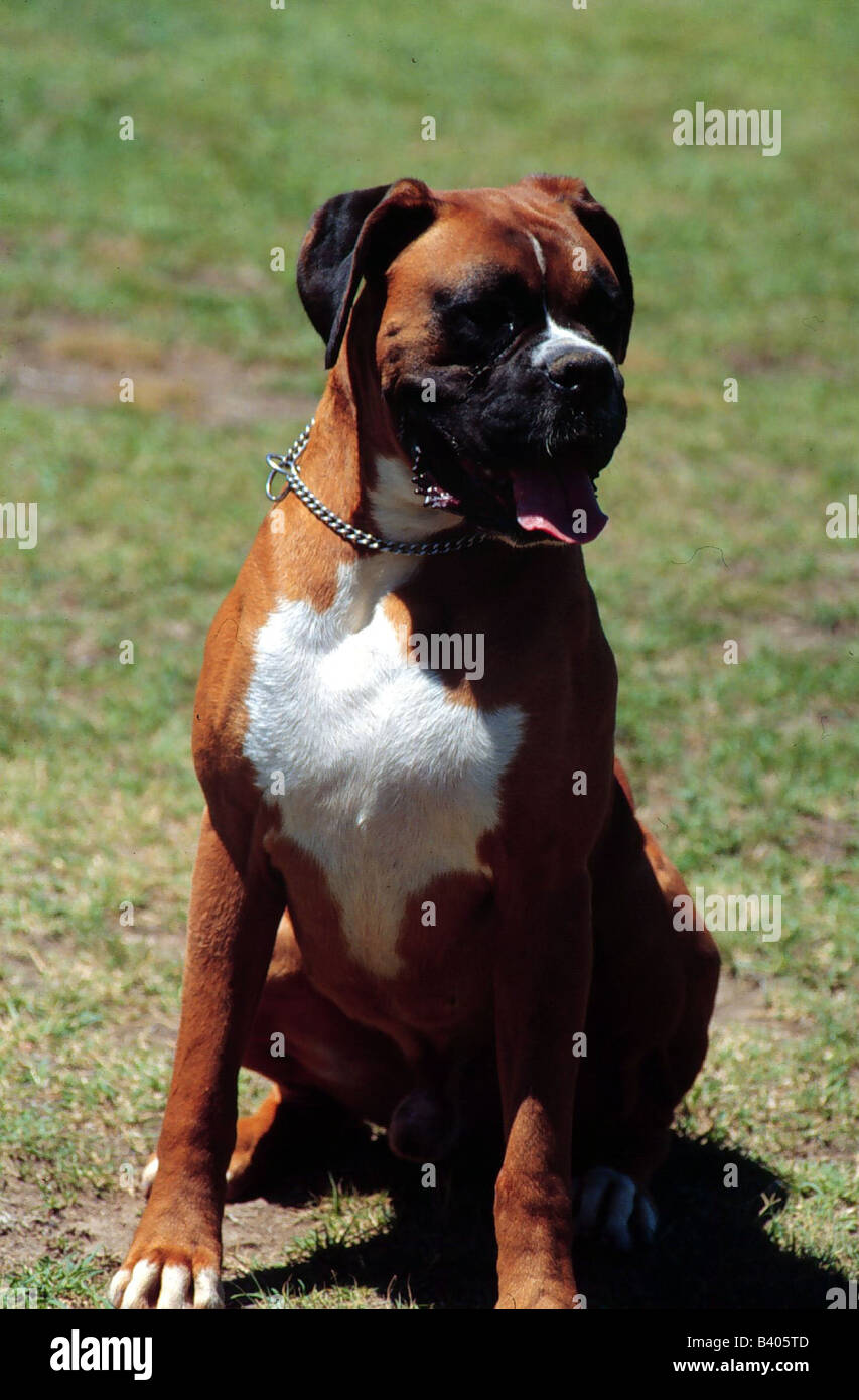 zoology / animals, mammal / mammalian, dogs, (Canis lupus familiaris ...