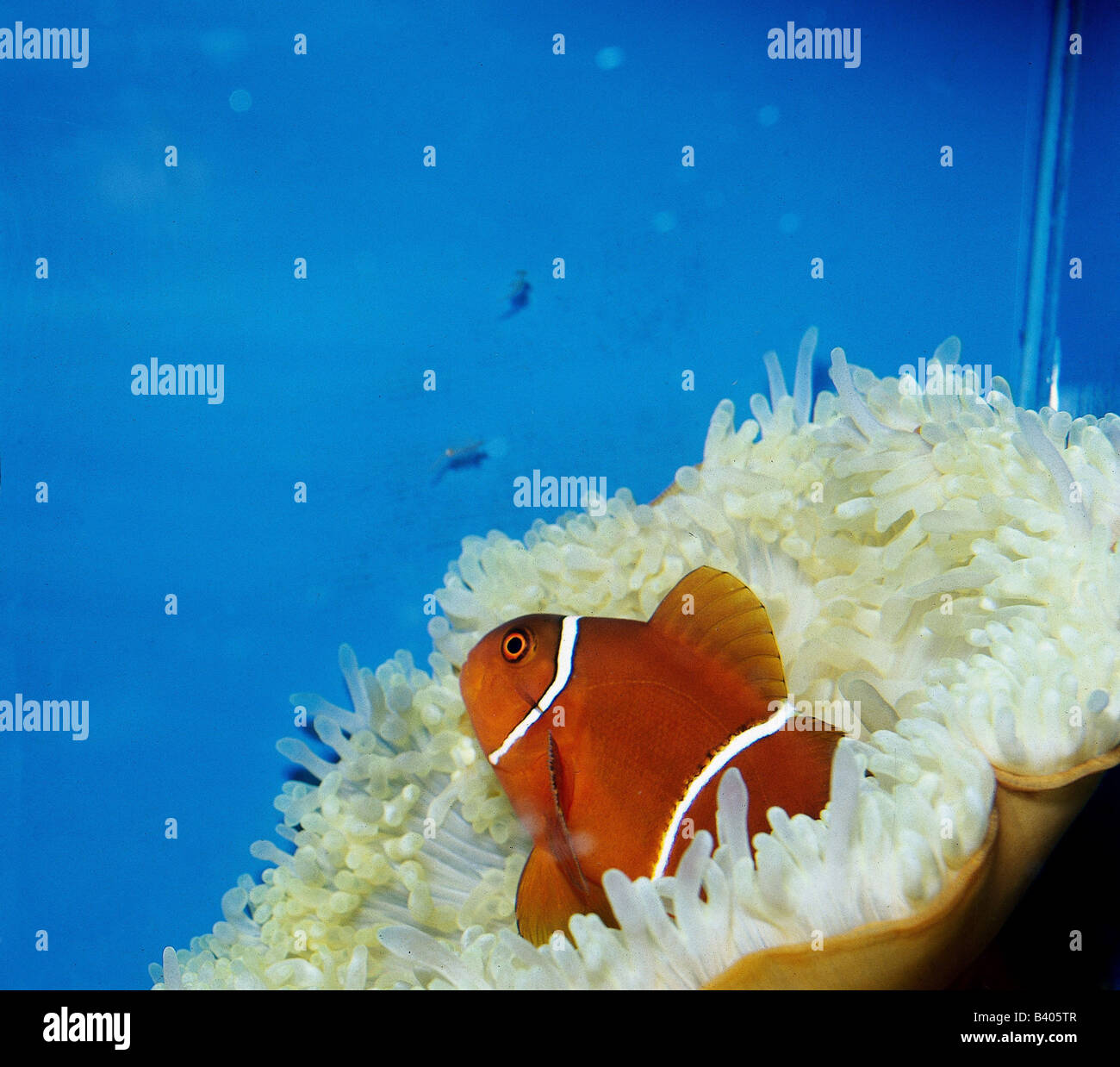 zoology / animals, fish, anemonefish, Percula Clownfish, (Amphiprion ...