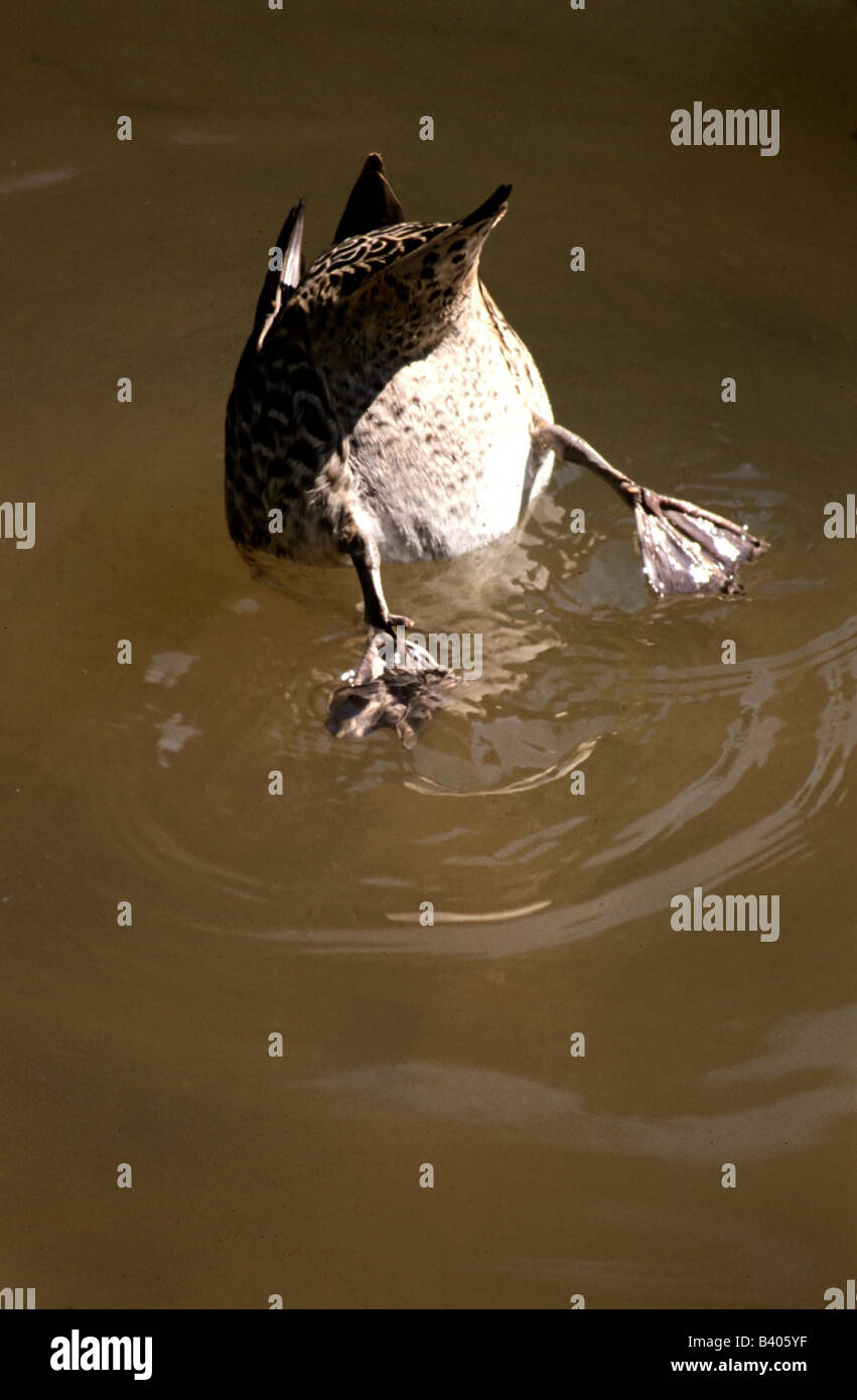 zoology / animals, avian / bird, diving duck, water, "heads go under ...