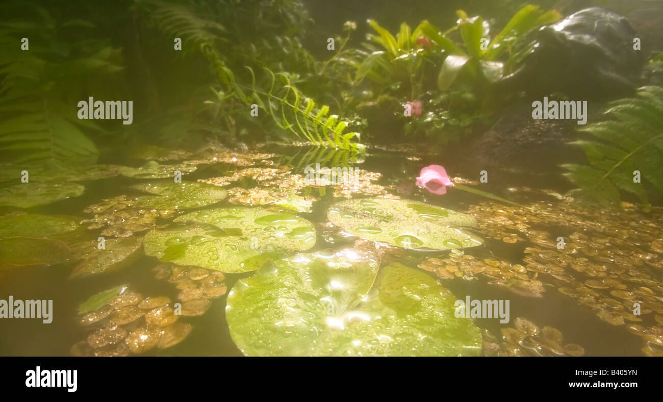 Sunlit pond with water lily Stock Photo - Alamy