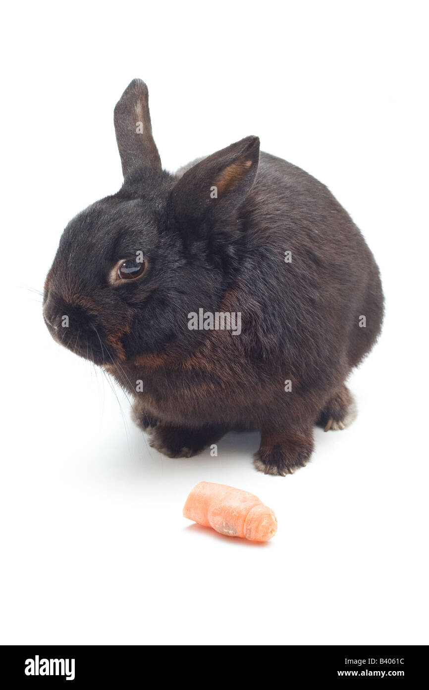 A black dwarf rabbit in a studio Stock Photo - Alamy