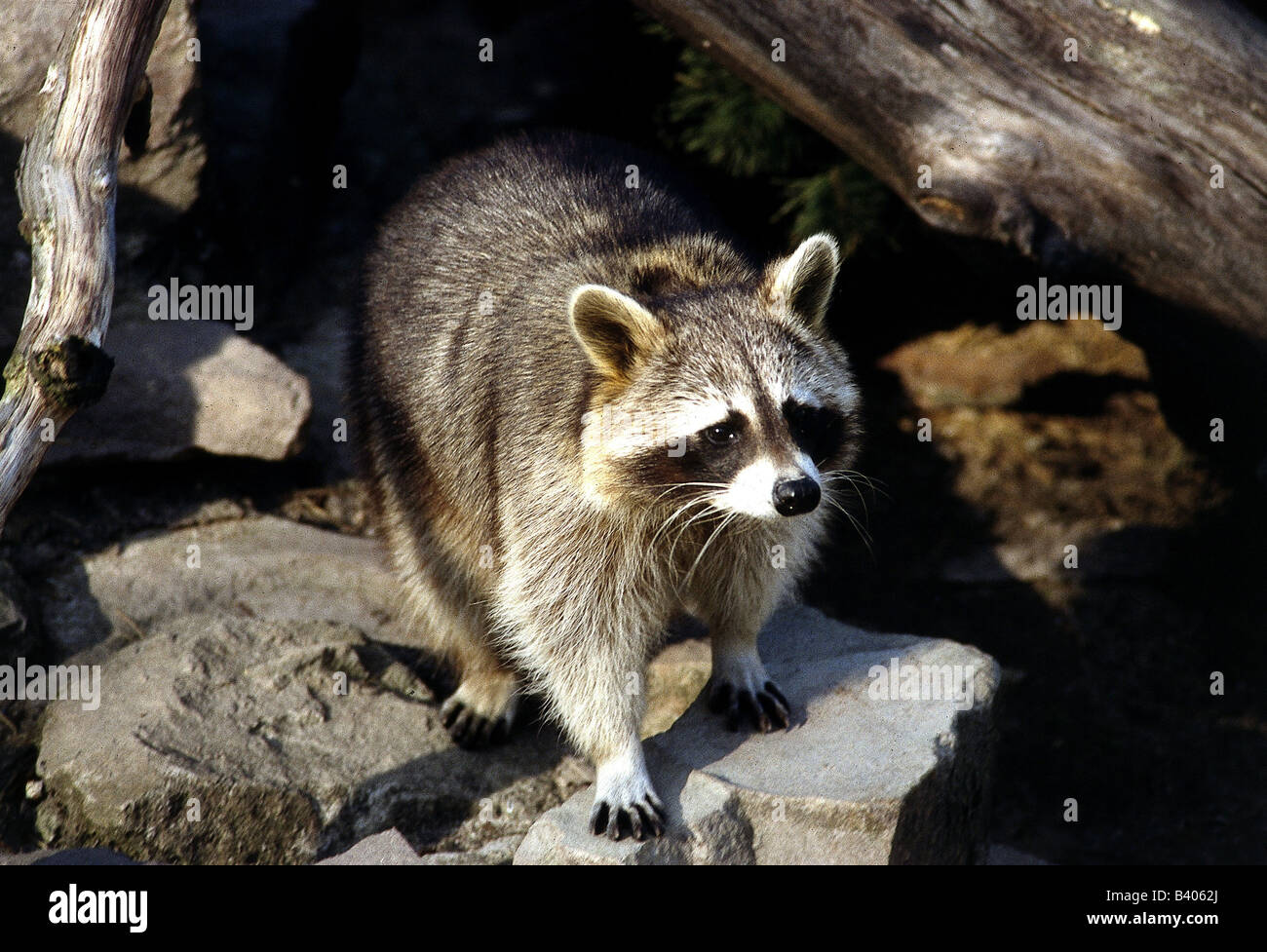 zoology / animals, mammal / mammalian, Procyonidae, Common raccoon ...