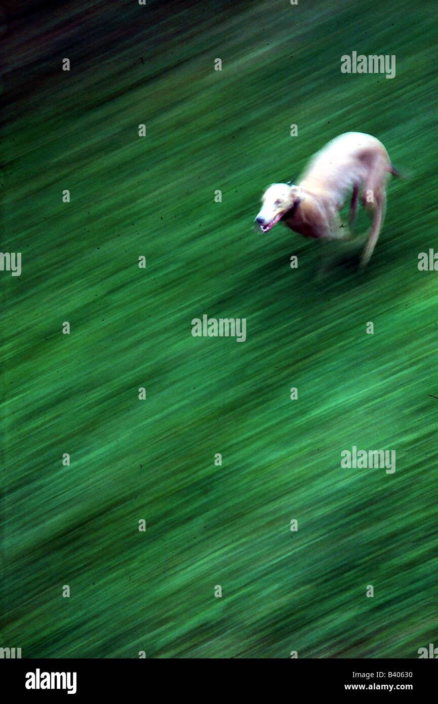 zoology / animals, mammal / mammalian, dogs, (Canis lupus familiaris ...