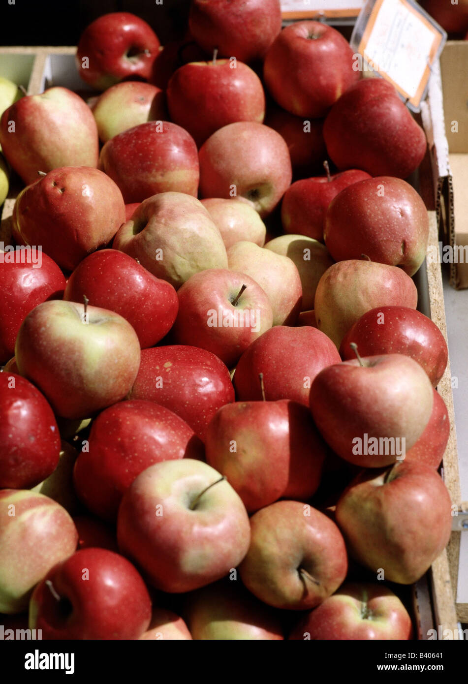 botany, paradise apple, (Malus communis), apples, in box, Maloideae ...
