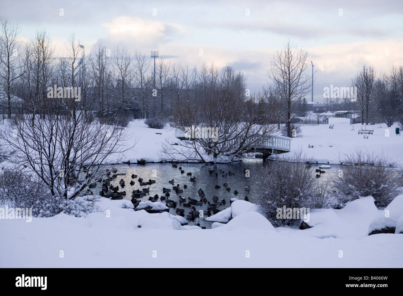 Laugardalsgardur, Laugardalur park, in winter, Reykjavik, Iceland Stock ...