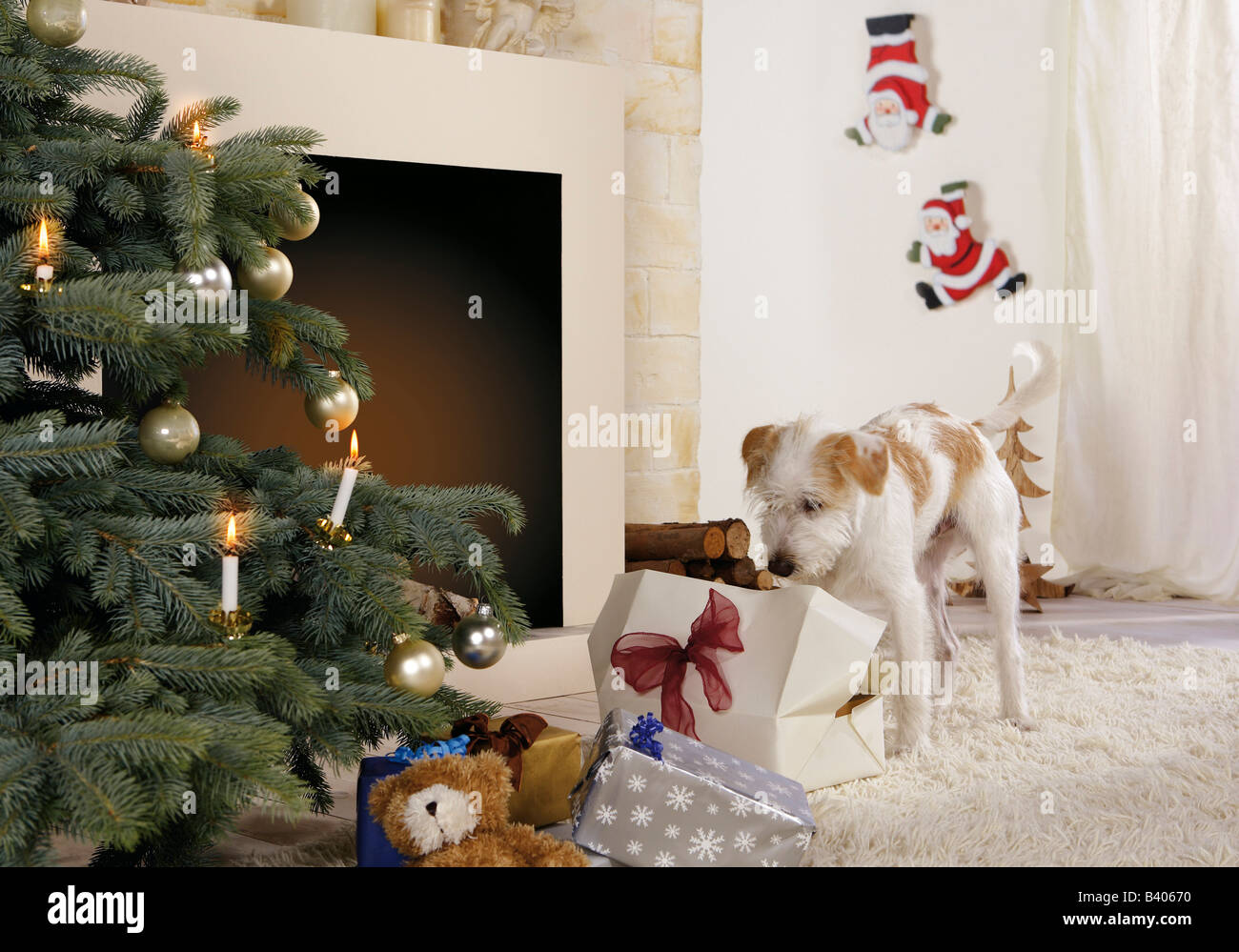 Dog opening Christmas present Stock Photo - Alamy