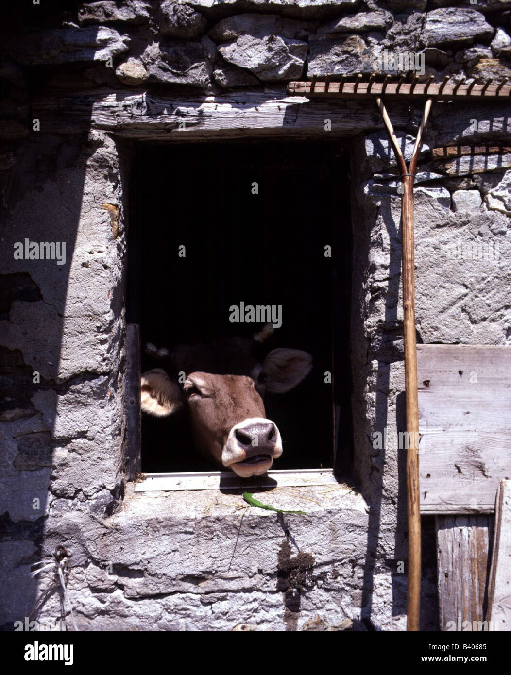 Cow head out window hi-res stock photography and images - Alamy
