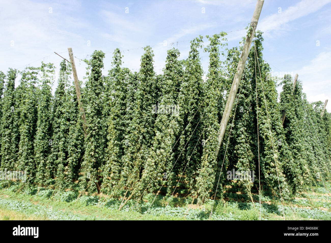 Common Hop (Humulus lupulus), cultivation Stock Photo - Alamy