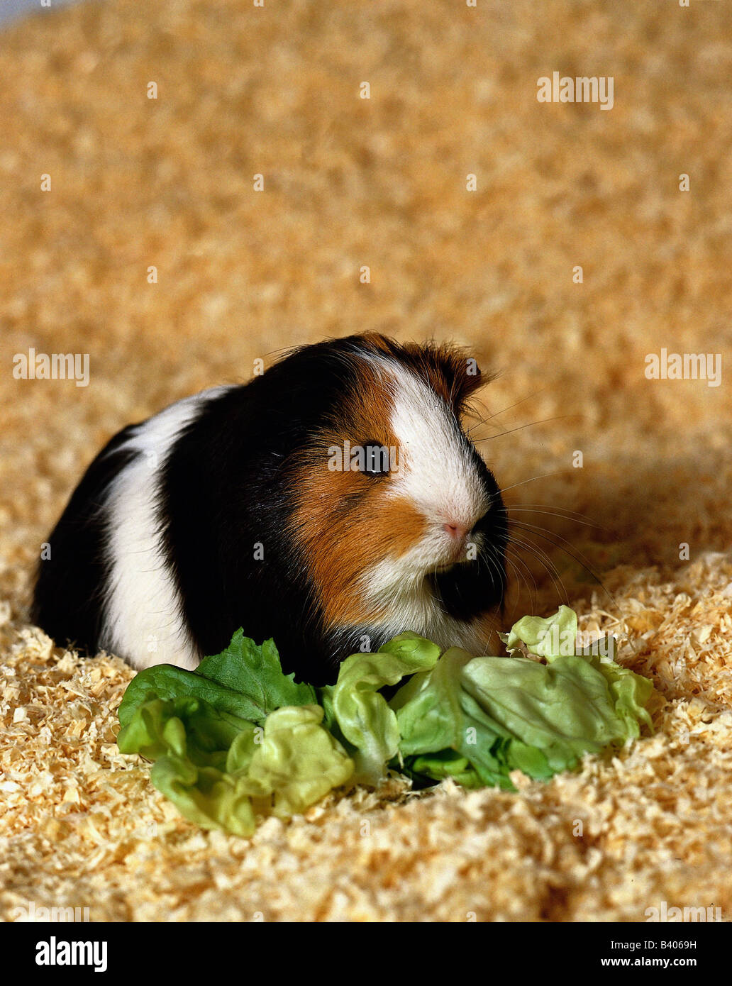 zoology / animals, mammal / mammalian, cavies, domestic guinea pig ...